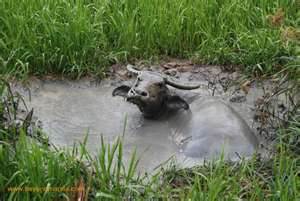 Our Philippine Mission: THE CARABAO - WORK HORSE OF THE PHILIPPINES