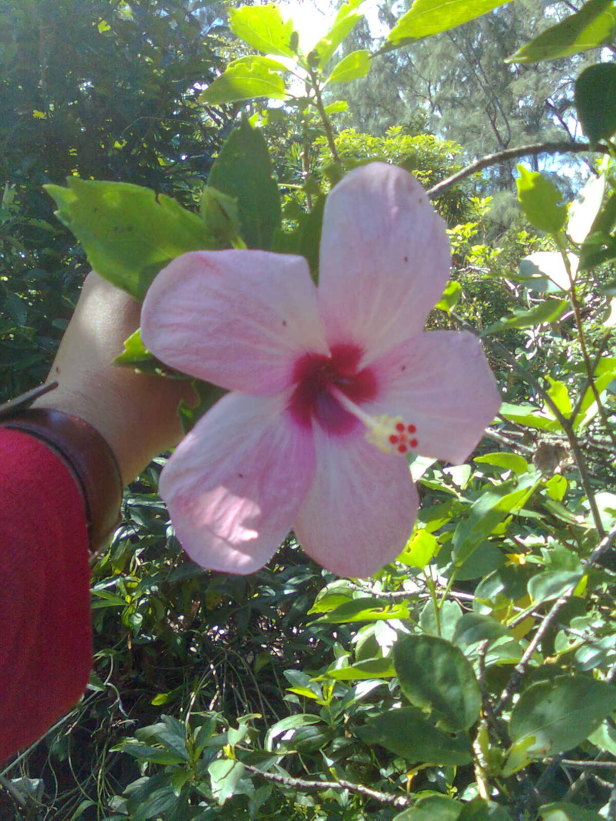 The Poet's Lair: Plunging into the native flora of Mauritius (Part 2)