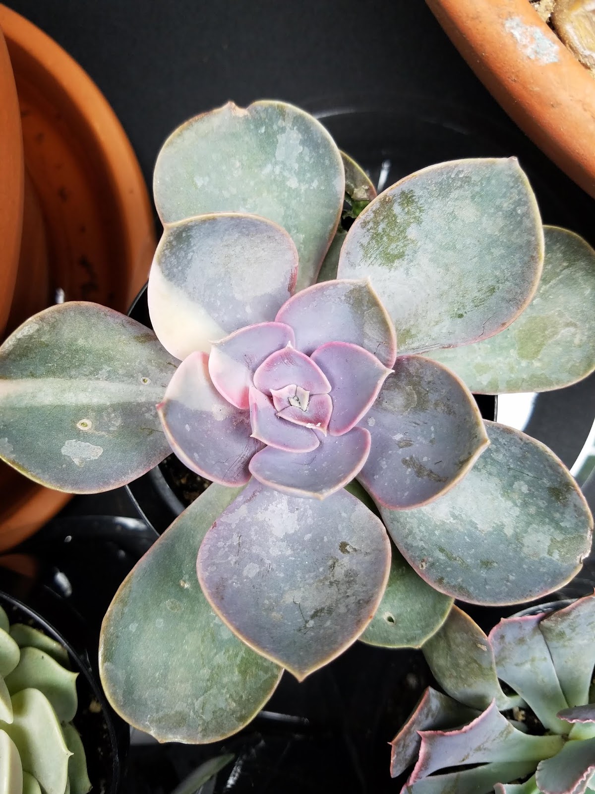 Variegation Genetics