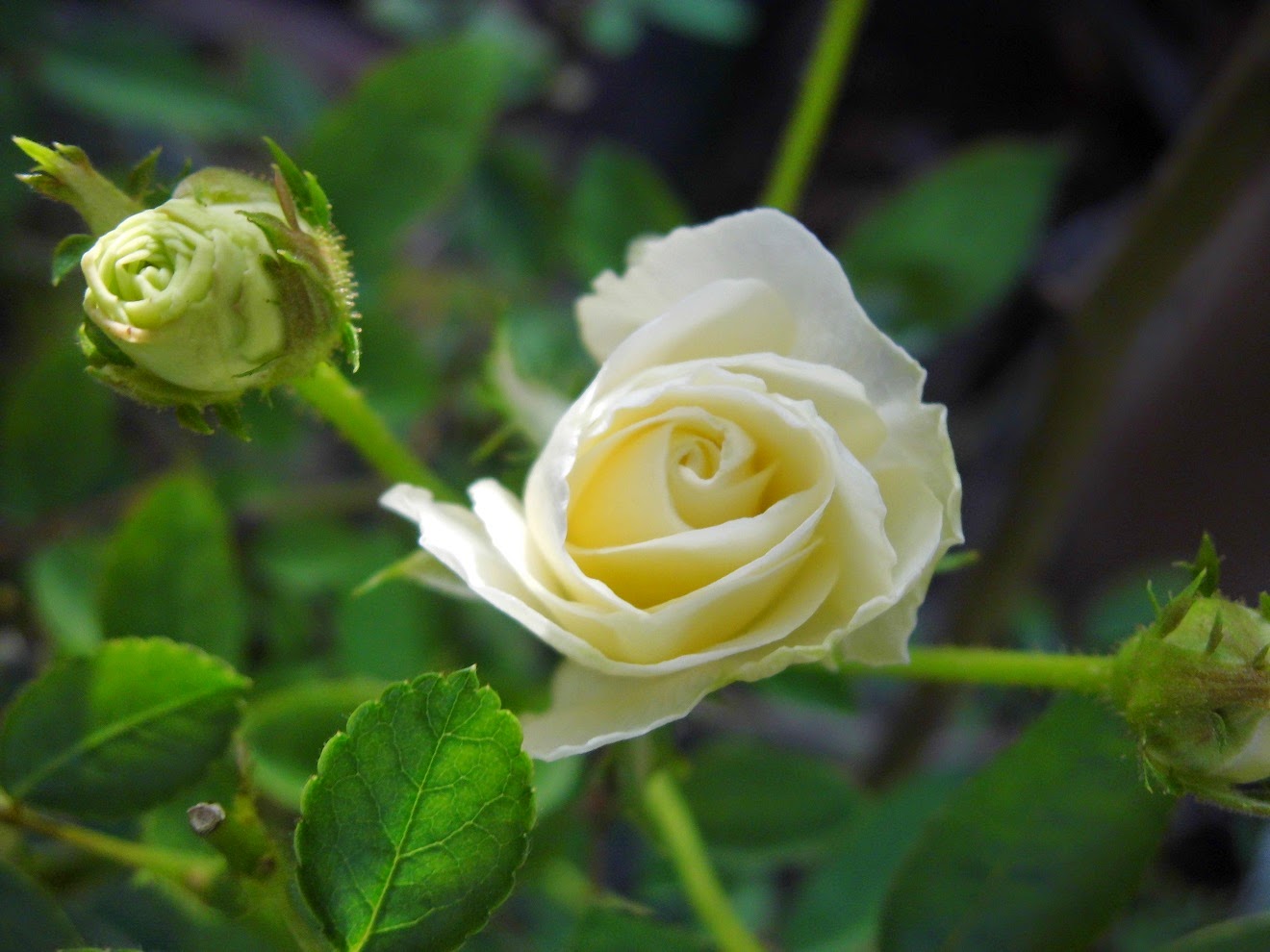 White Rose Galleries