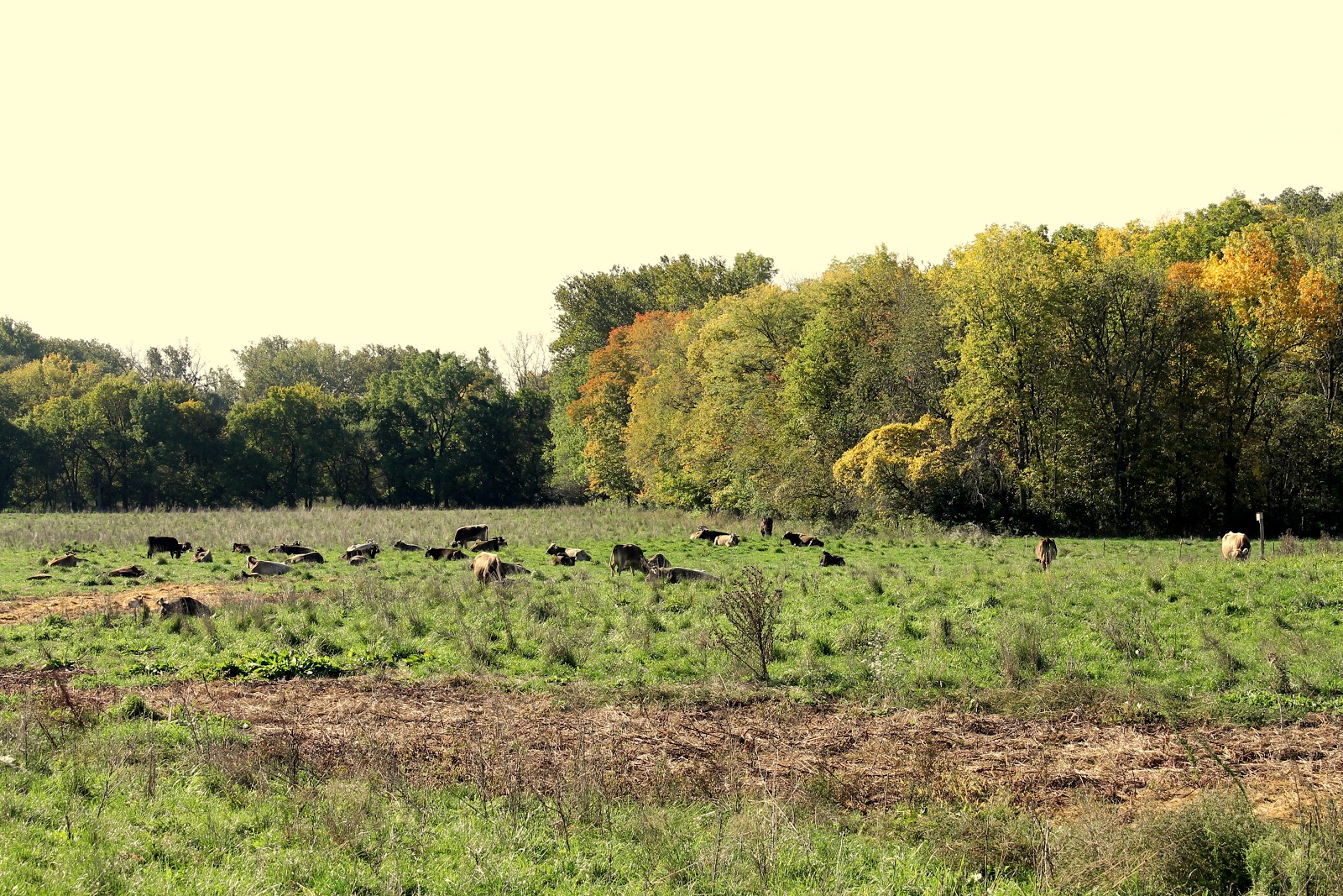 Arrows Sent Forth: Planning a Visit to Trader's Point Creamery