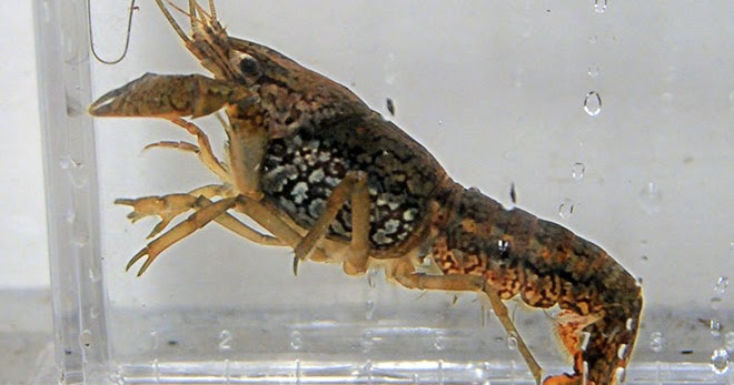 Marmorkrebs: More Marmorkrebs in Japan