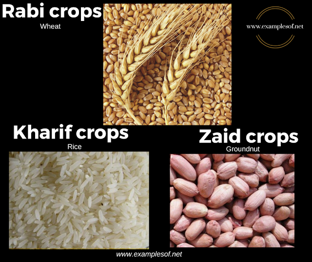 Example of Rabi crops, Kharif crops and Zaid Crops