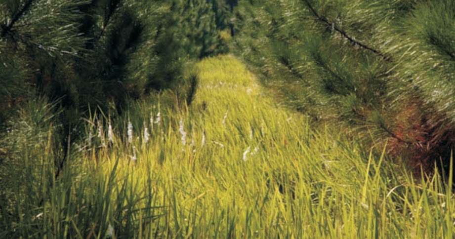 5 Sample Symbiosis of Amensalism and its Explanation | Domain Biologi