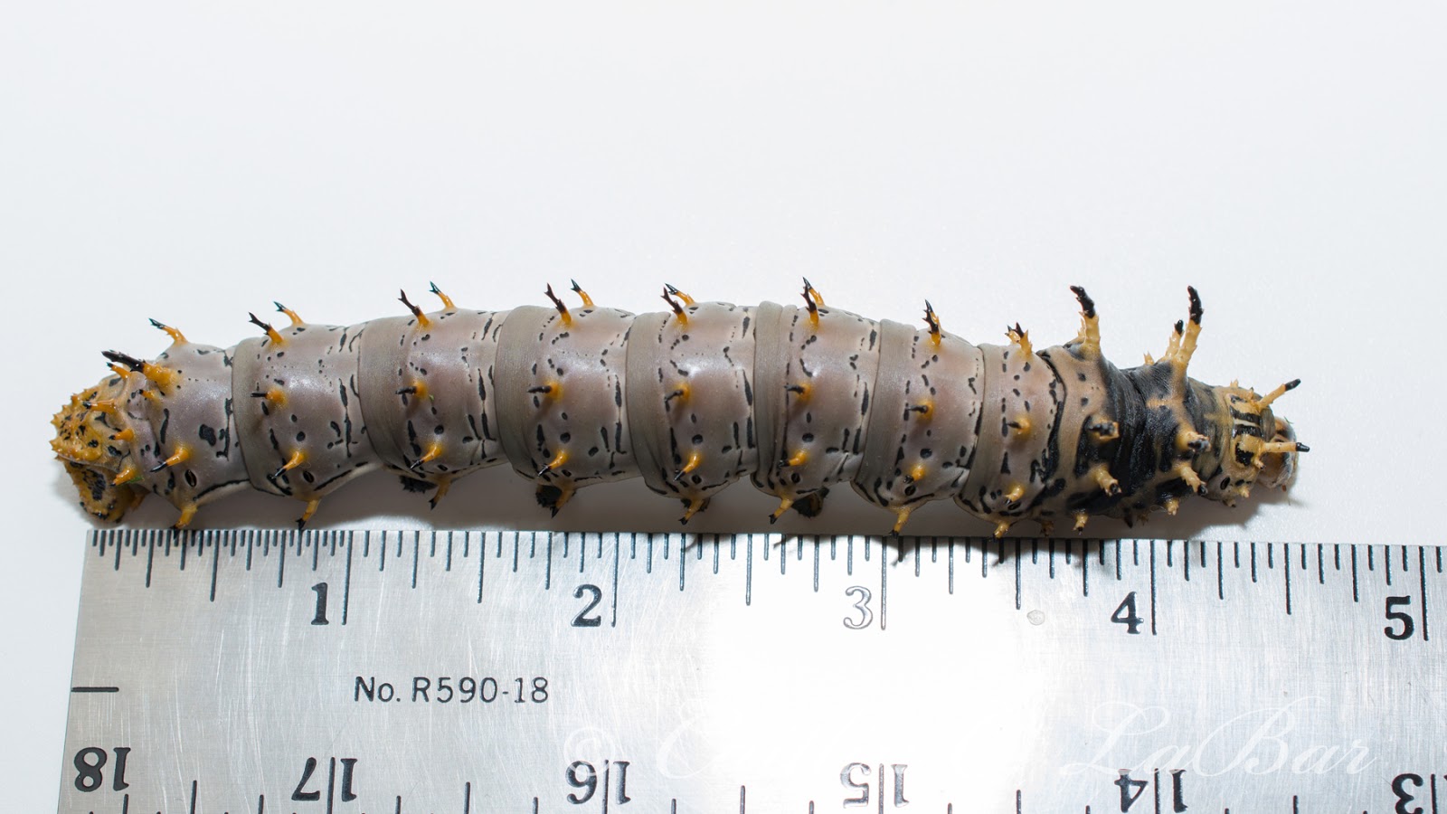 Northwest Butterflies: Citheronia splendens...Splendid Royal Moth