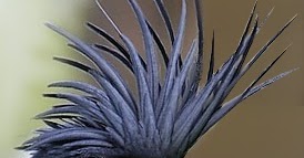 Gambar Burung Kakak Tua Raja