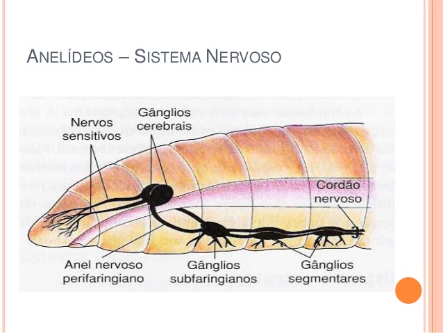 Ciências da Vida: ANELÍDEOS