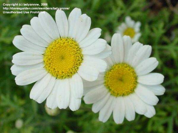 FARMAKOGNOSI " FLOS ": Pyrethri Flos