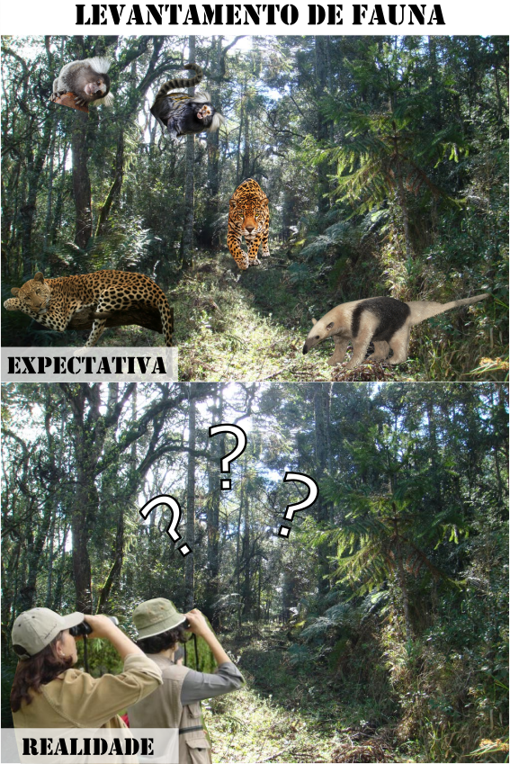 BIOLOGIA PARA QUÊ: Meme Levantamento de fauna