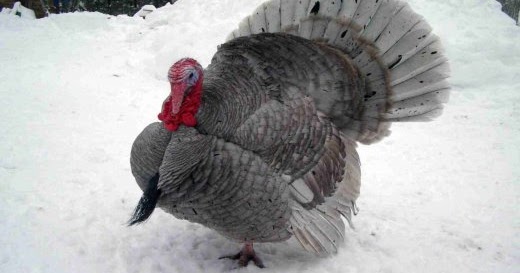 Cliff Mass Weather Blog: Turkey and Mountain Snow