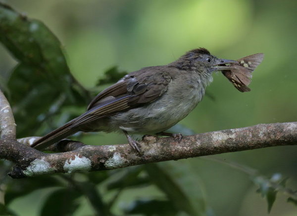 Mike is the name Birding is the game ( Birding in Malaysia - Malaysian ...