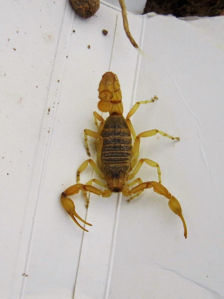 Mis experiencias mis imágenes: Escorpión o alacrán.