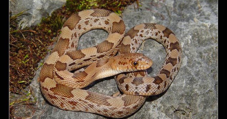 Parnassus Americano: CENCUATE O SINCUATE Antonio Fco. Rguez. A.