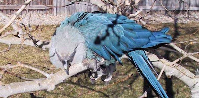 Let's Draw Endangered Species! : ): Spix's Macaw