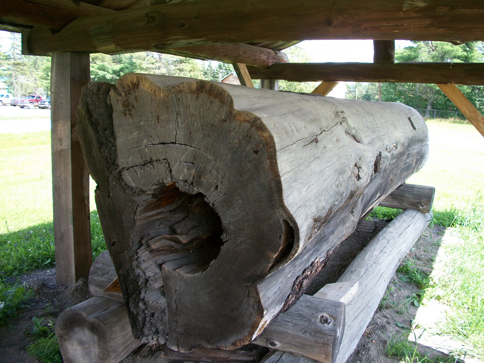 The Sharpened Axe: The Most Ignored Tree In America