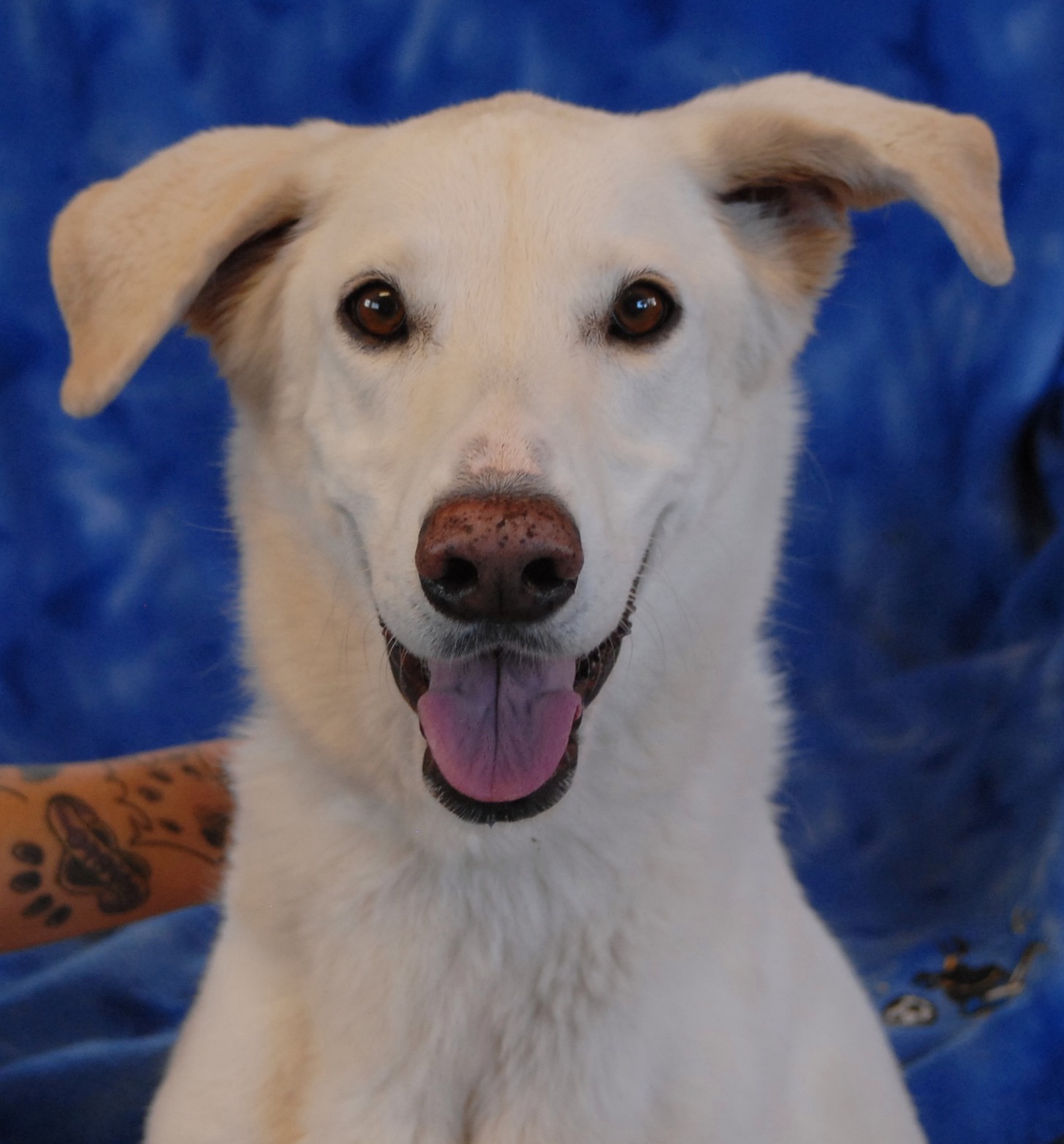 Nahlah, a luminous Saluki mix debuting for adoption today.