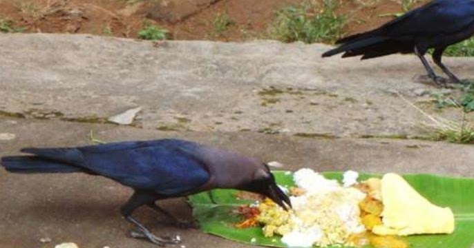 Why Crows Are Given Importance in our tradition?