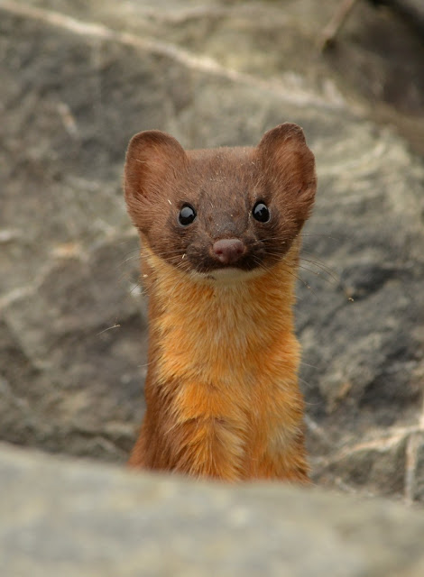 Woods Walks and Wildlife: Long-tailed Weasel