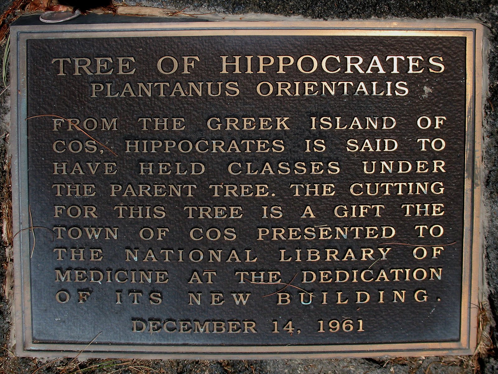 Landmarks: The Tree of Hippocrates