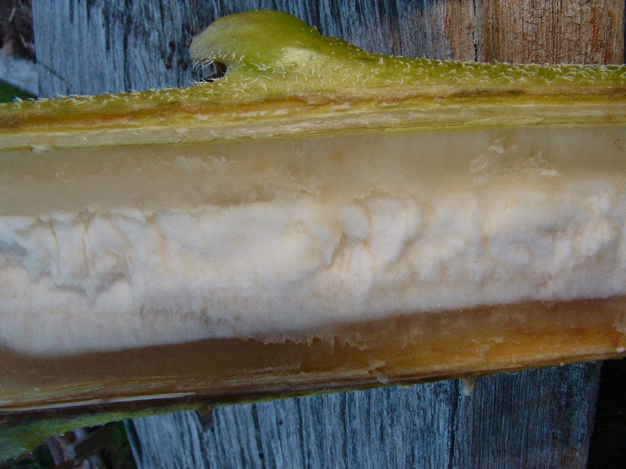 A Woodsrunner's Diary: June 2014