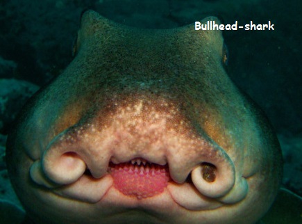 Nih Informasi Terlengkap Hiu Jambul Kepala Banteng / Crested Bullhead ...