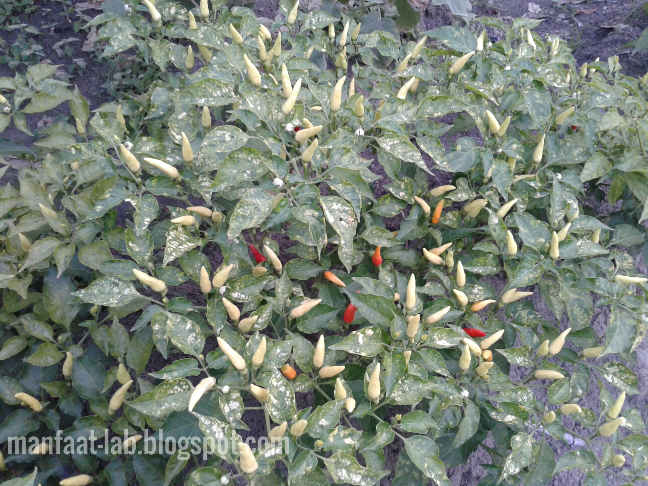 Tanaman cabai putih ini sangat lebat dan subur - Manfaat-Lab