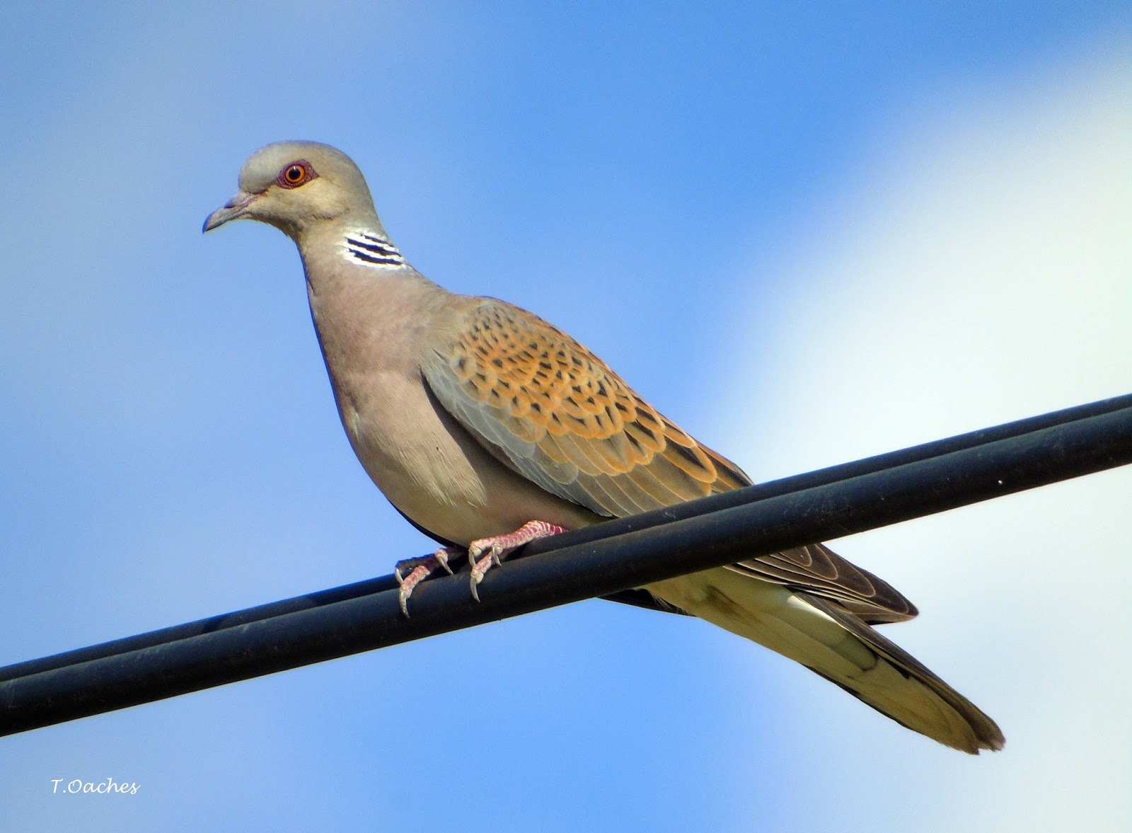 PASARI DIN ROMANIA: TURTURICA, Streptopelia turtur
