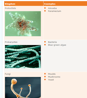 Net Japa: The five kingdoms