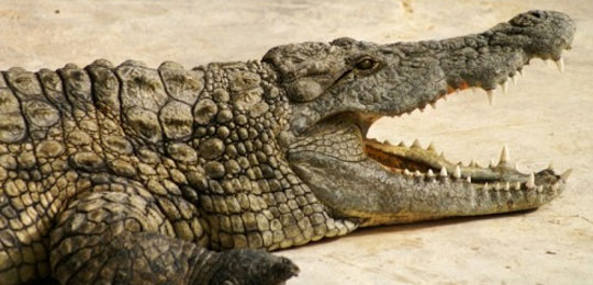 7 Fakta unik Tentang Buaya - Celebrities Gossip