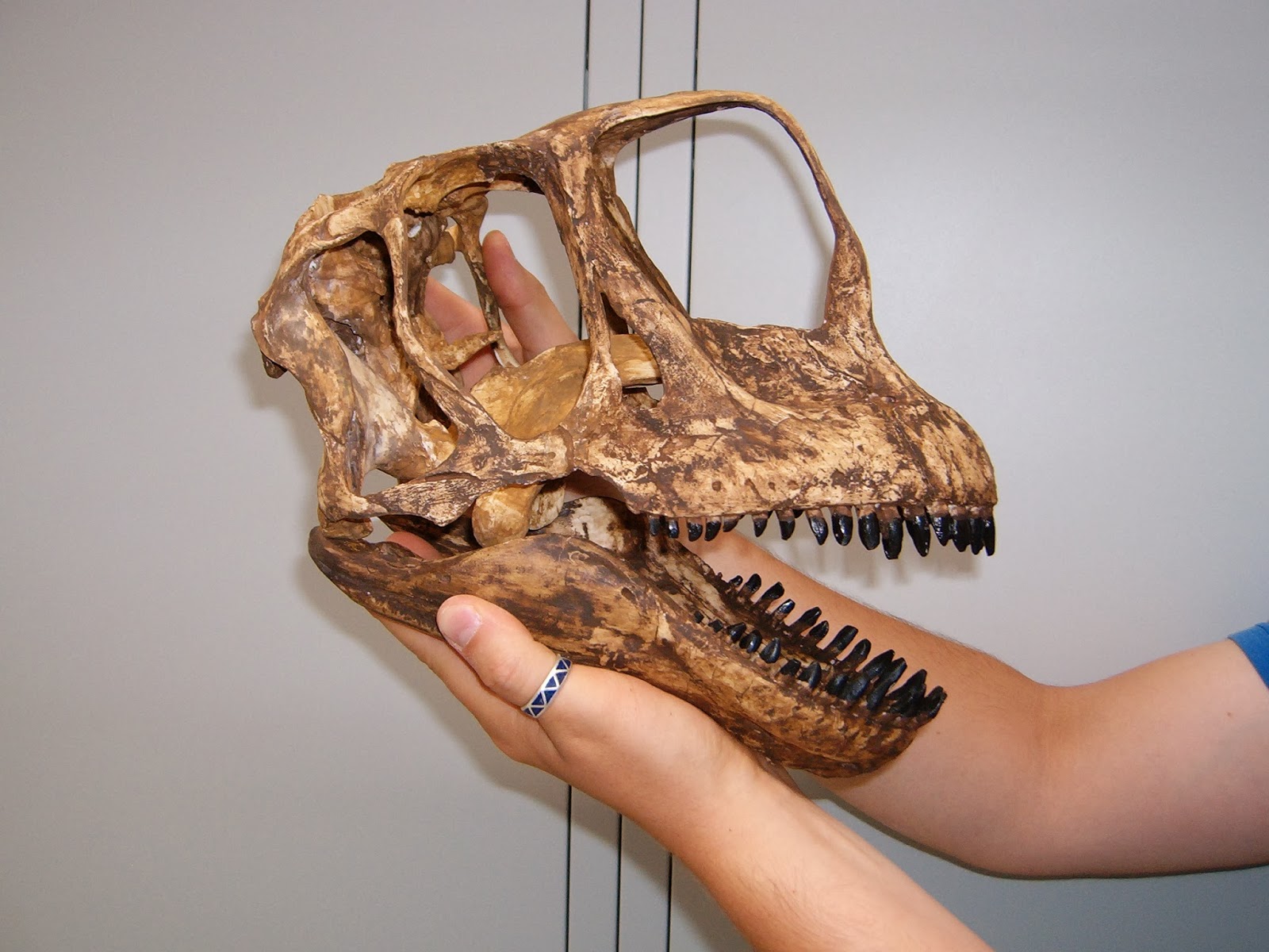 Extinct Animal of the Week: November 2013