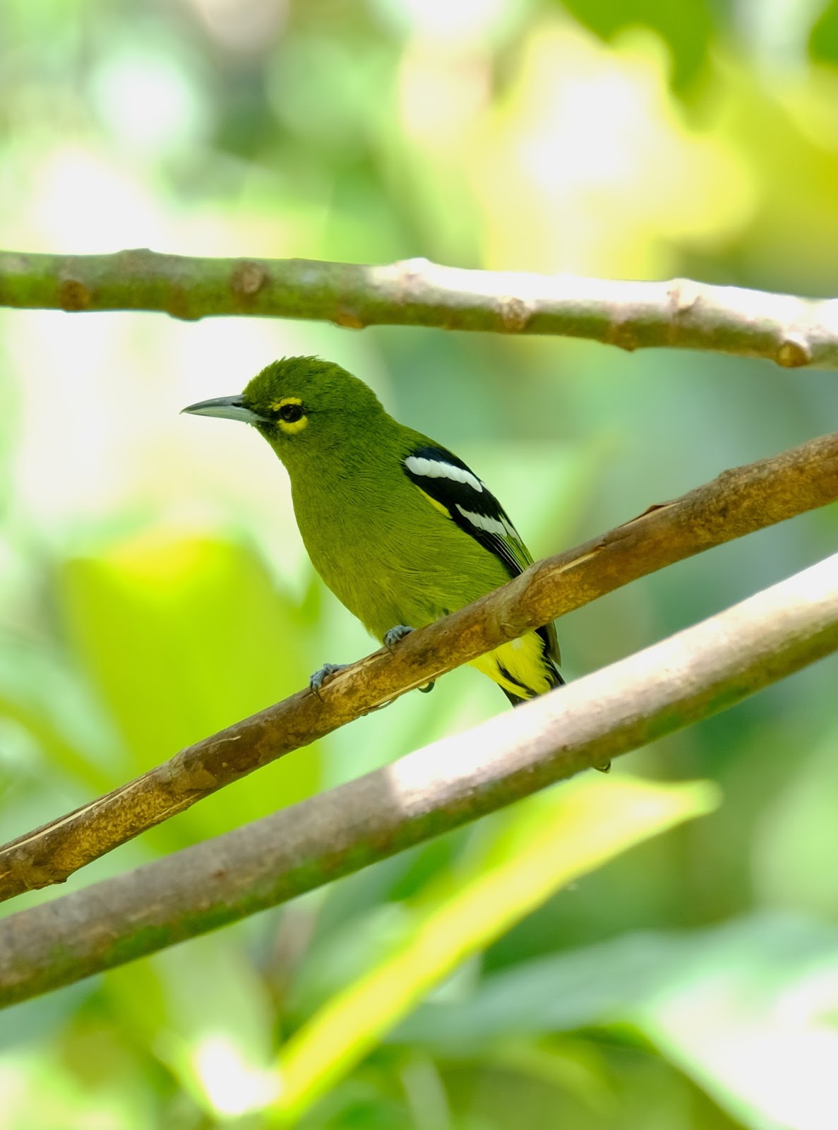 Mike is the name Birding is the game ( Birding in Malaysia - Malaysian ...