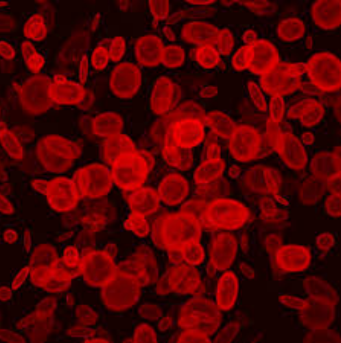 Pengertian, Bentuk dan Fungsi jaringan Jaringan Hewan pada Manusia