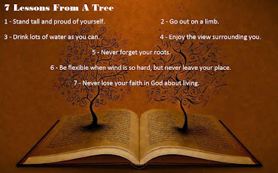 7 Lessons From A Tree | Quotes and Sayings