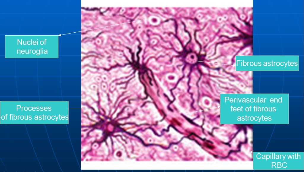 Medical Learner: Histology (Nervous Tissue) (1st year)