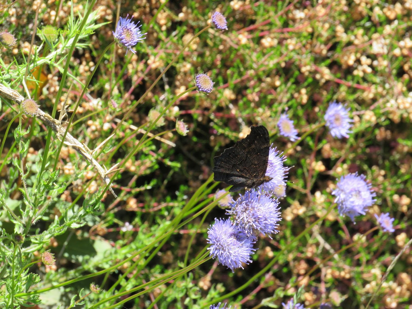 LA BIOSFERA DE LOLA: TÉ DE MONTE...