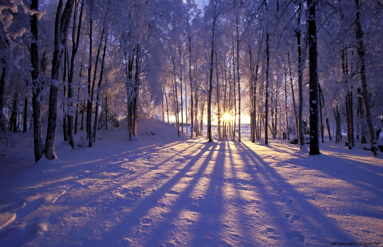 Sunrise Forest Hd | Wallpapers Gallery