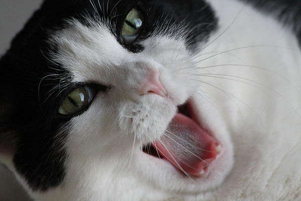 PICTURE PORTER: Cats, laughing cats, cat, laughing cat, kittens, cat ...