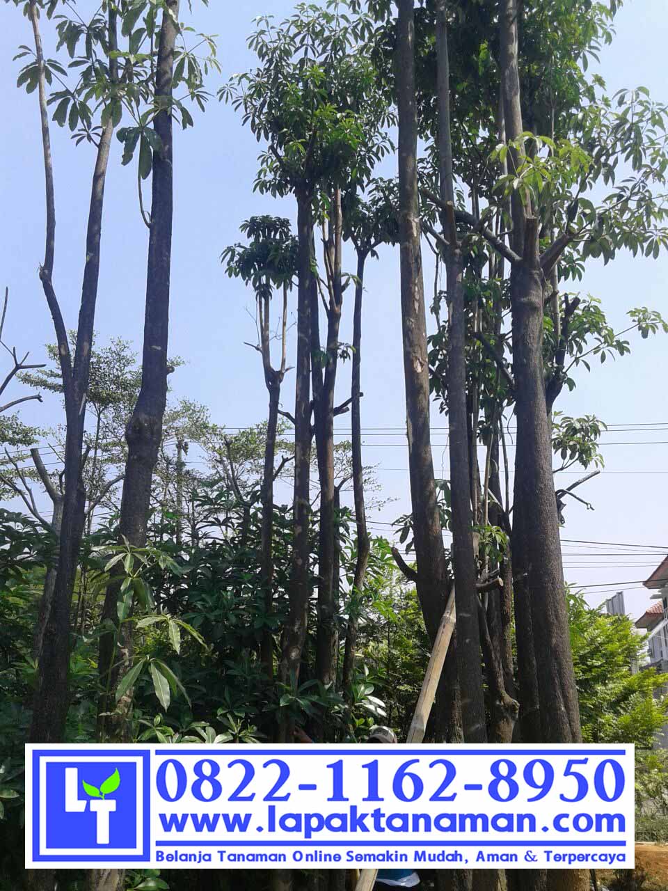 POHON PULE | POHON PULAI | JUAL POHON PENEDUH DAN PELINDUNG | LAPAK ...