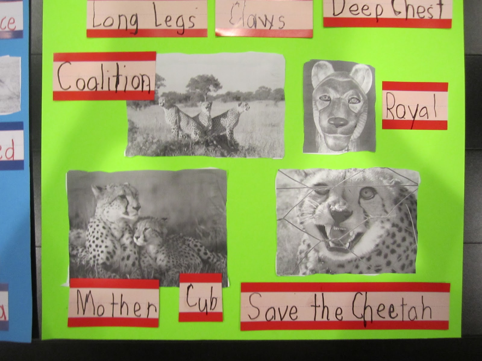 A Science Project in First Grade