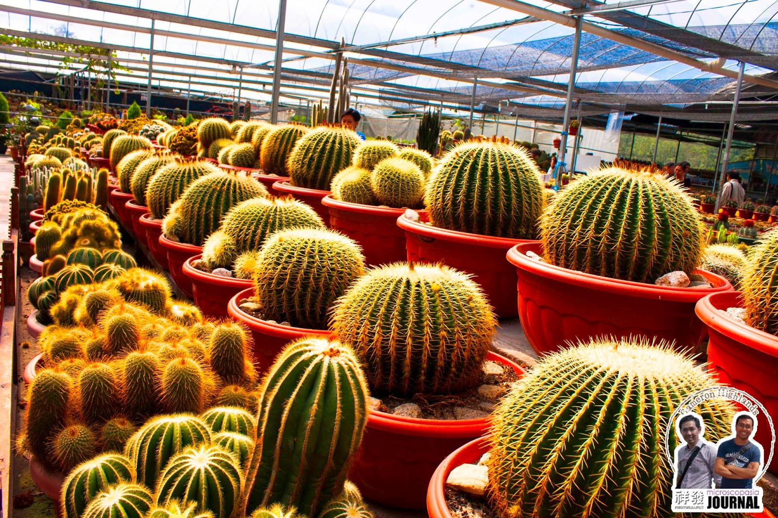 Wandering at The Cactus Point, Cameron Highland