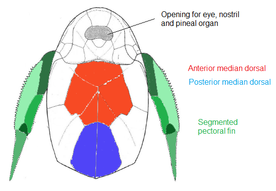 PaleoStories: Le Cronache di Placodermata (CpD). Episodio 3: gli antiarchi