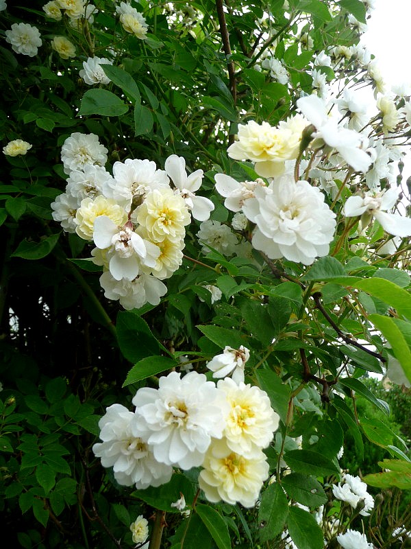 Trädgård och lite annat: Regnet det bara öser ner.....