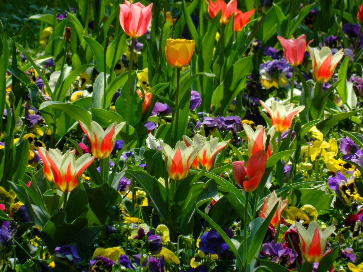 LA MULTI ANI, ROMANIA!: Lalele