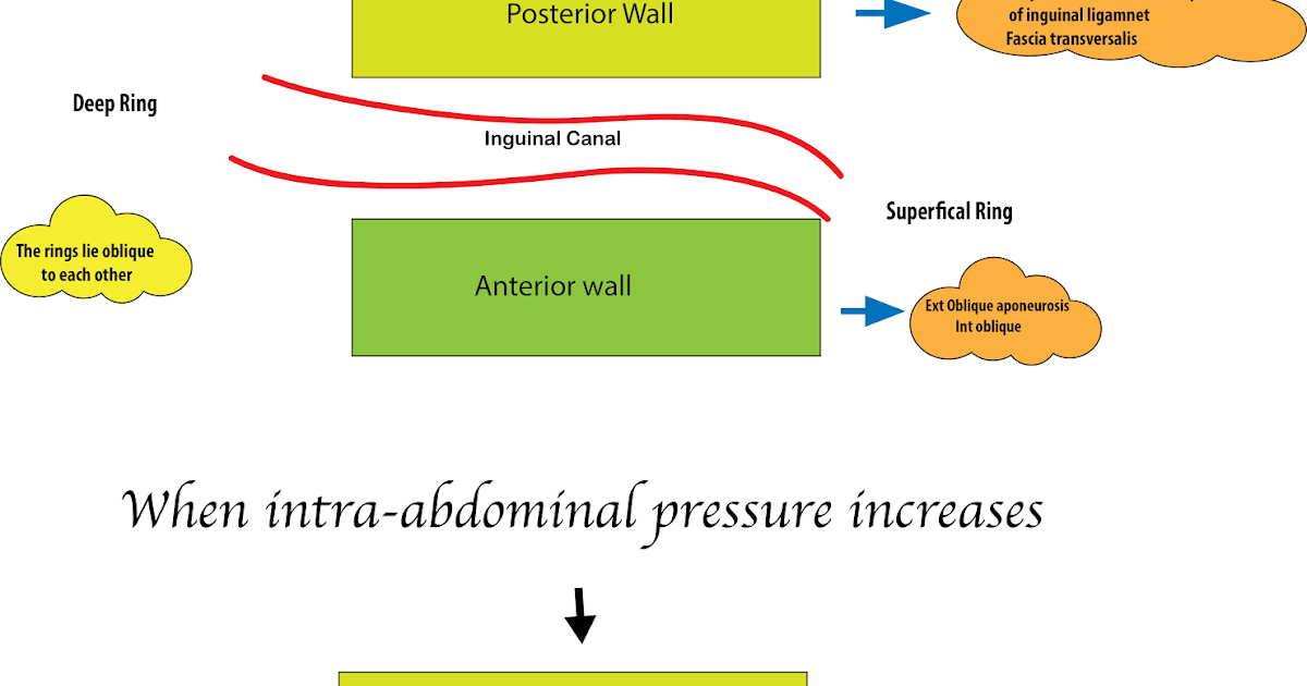 Medicowesome: Flap Valve Mechanism of Inguinal Canal