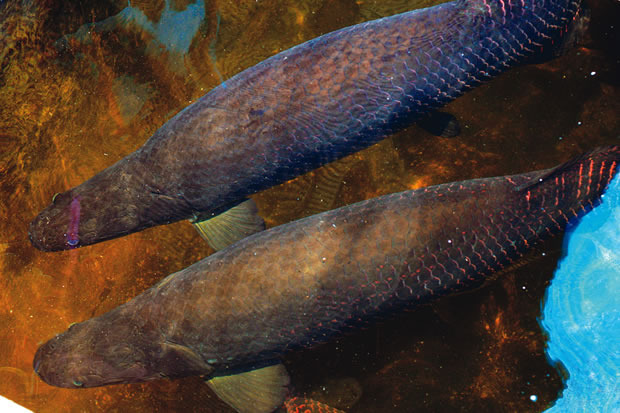 Arapaima
