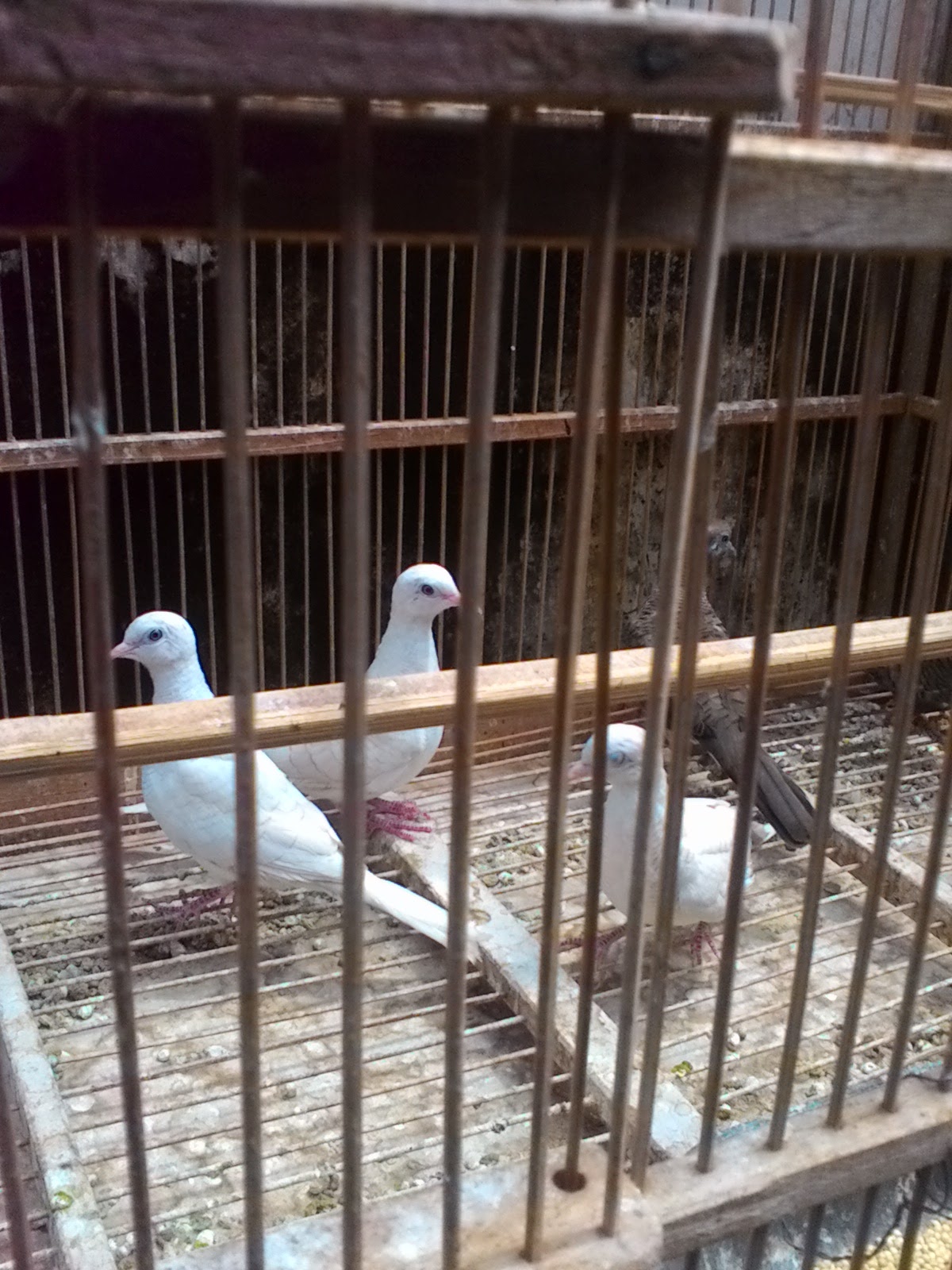 JUAL KUTUT: Jual Perkutut Putih Lokal Dewasa