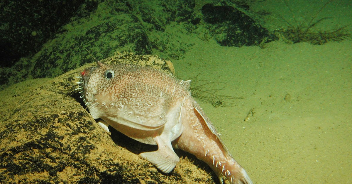 Real Monstrosities: Deep Sea Goosefish