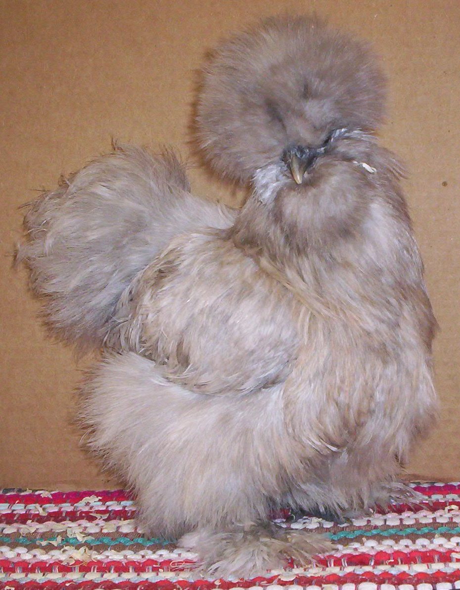 California Country Ranch: Silkie Chickens