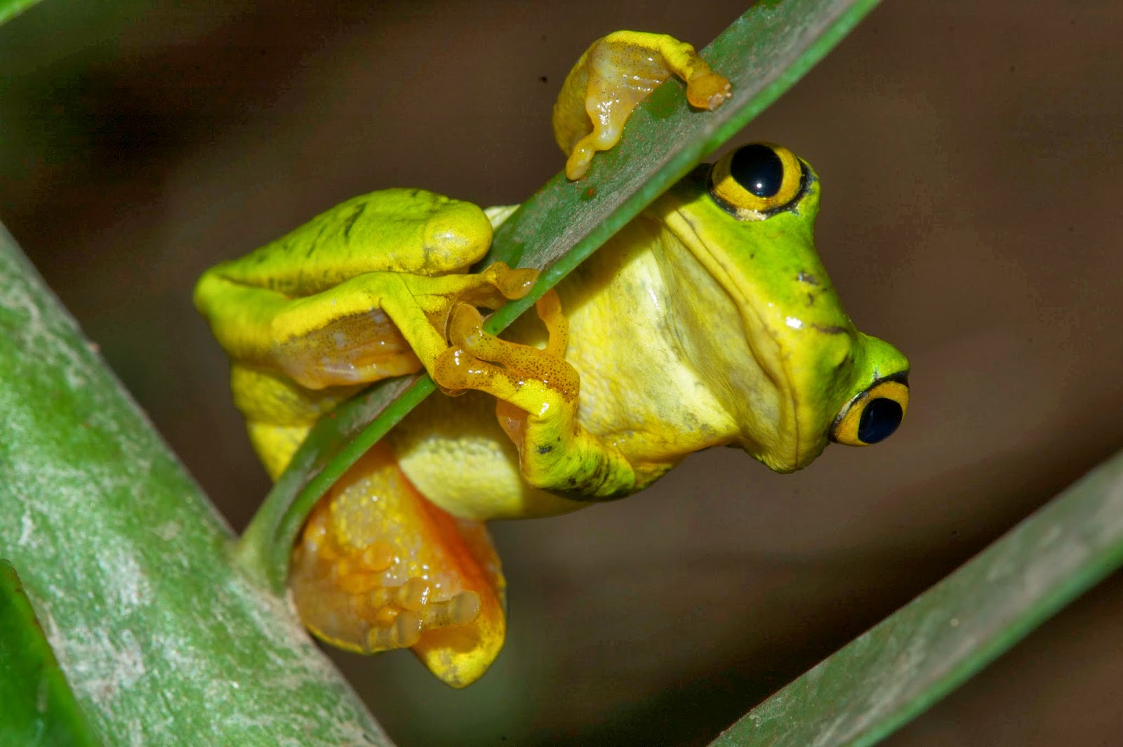 I Speak For The Fleas.: Leptopelis natalensis the Natal tree frog