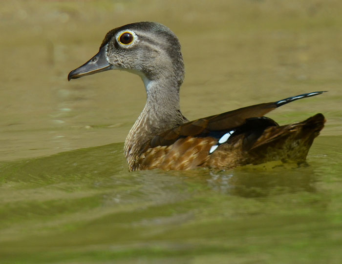 Red and the Peanut: Juvenile Wood Ducks...at eye level...